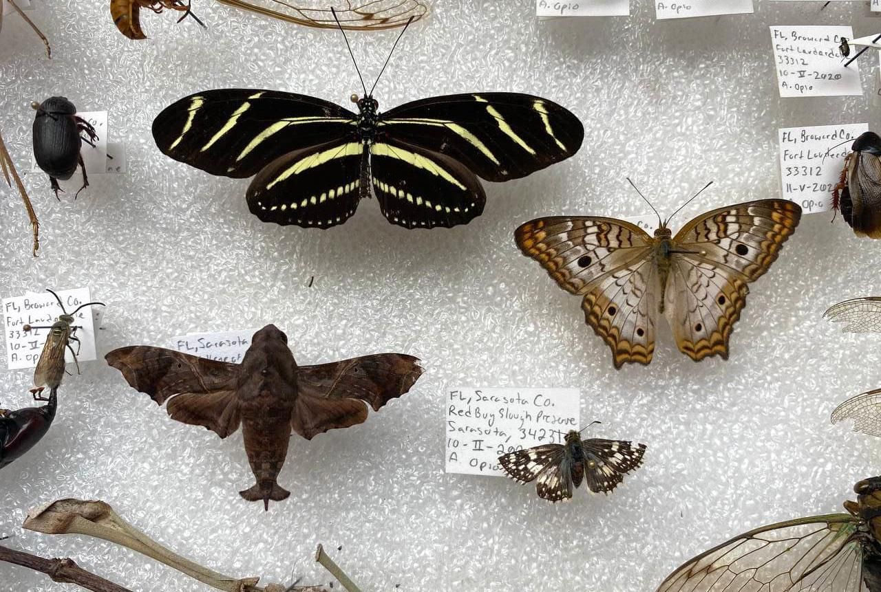 Preserving a Lepidoptera (Butterflies, Moths, and Skippers) : 7 Steps ...