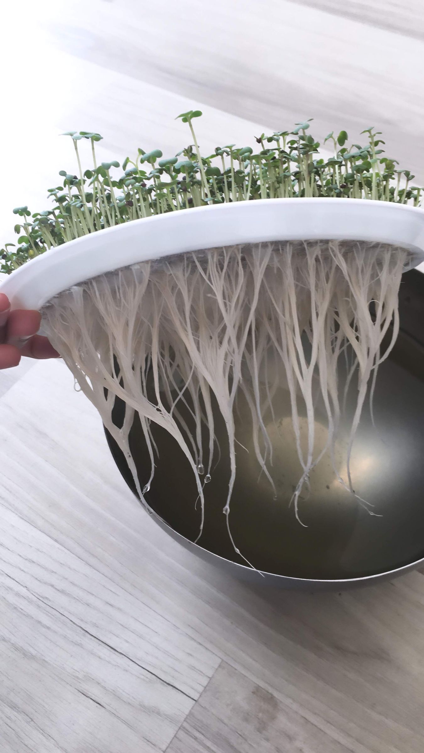 Hydroponic Microgreens Year Round Indoor Garden : 6 Steps (with ...