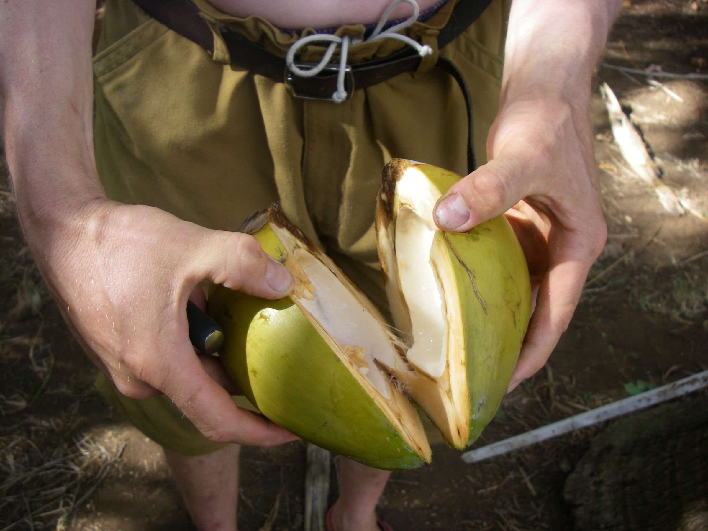 How to Open and Drink a Coconut : 13 Steps (with Pictures) - Instructables