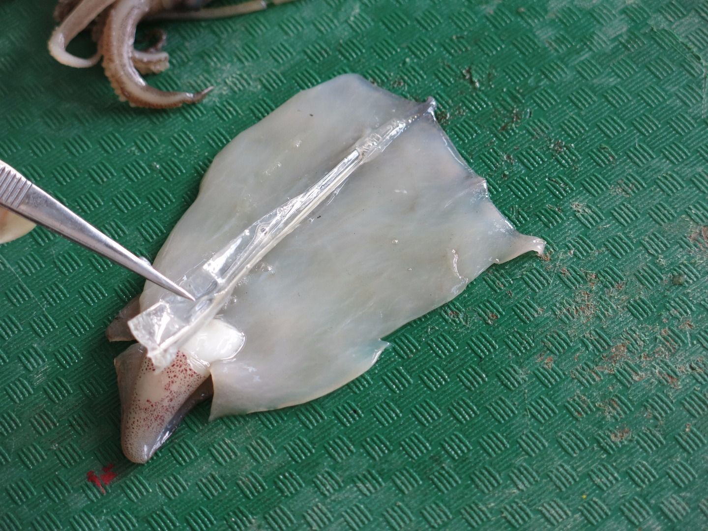 Squid Dissection : 11 Steps (with Pictures) - Instructables