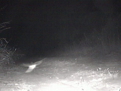 Arduino Wildlife Night Camera : 4 Steps - Instructables