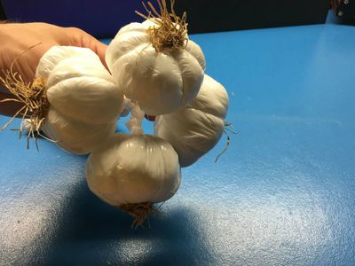 How to Make Fake Garlic With Plastic Bags : 6 Steps (with Pictures ...