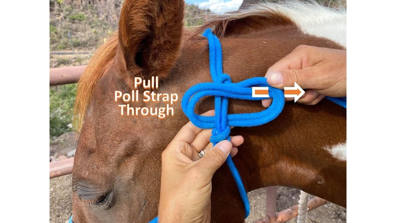 How to Halter a Horse -Fit & Tie a Rope Halter- : 6 Steps (with ...
