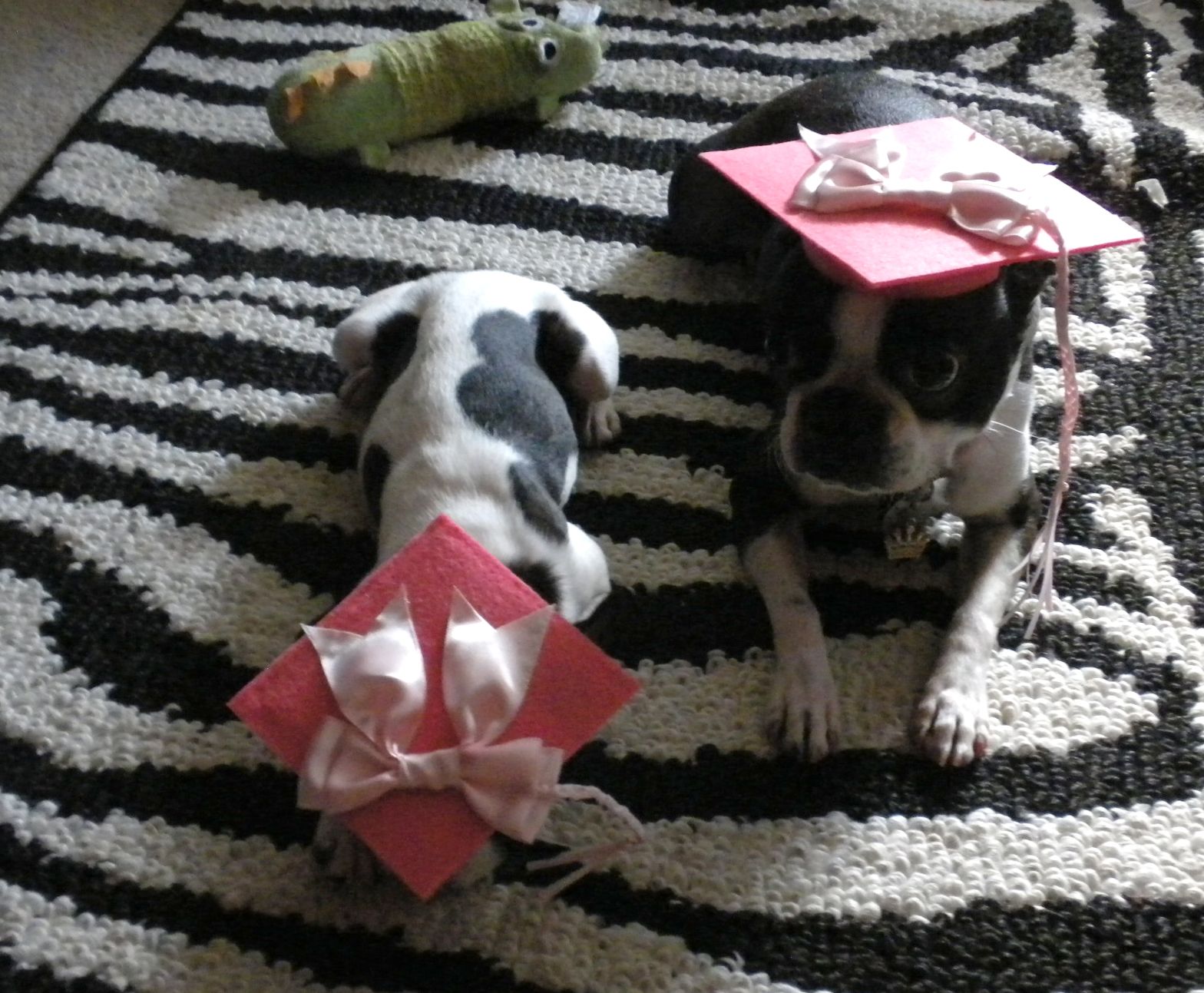 Pet Graduation Caps! : 4 Steps (with Pictures) - Instructables