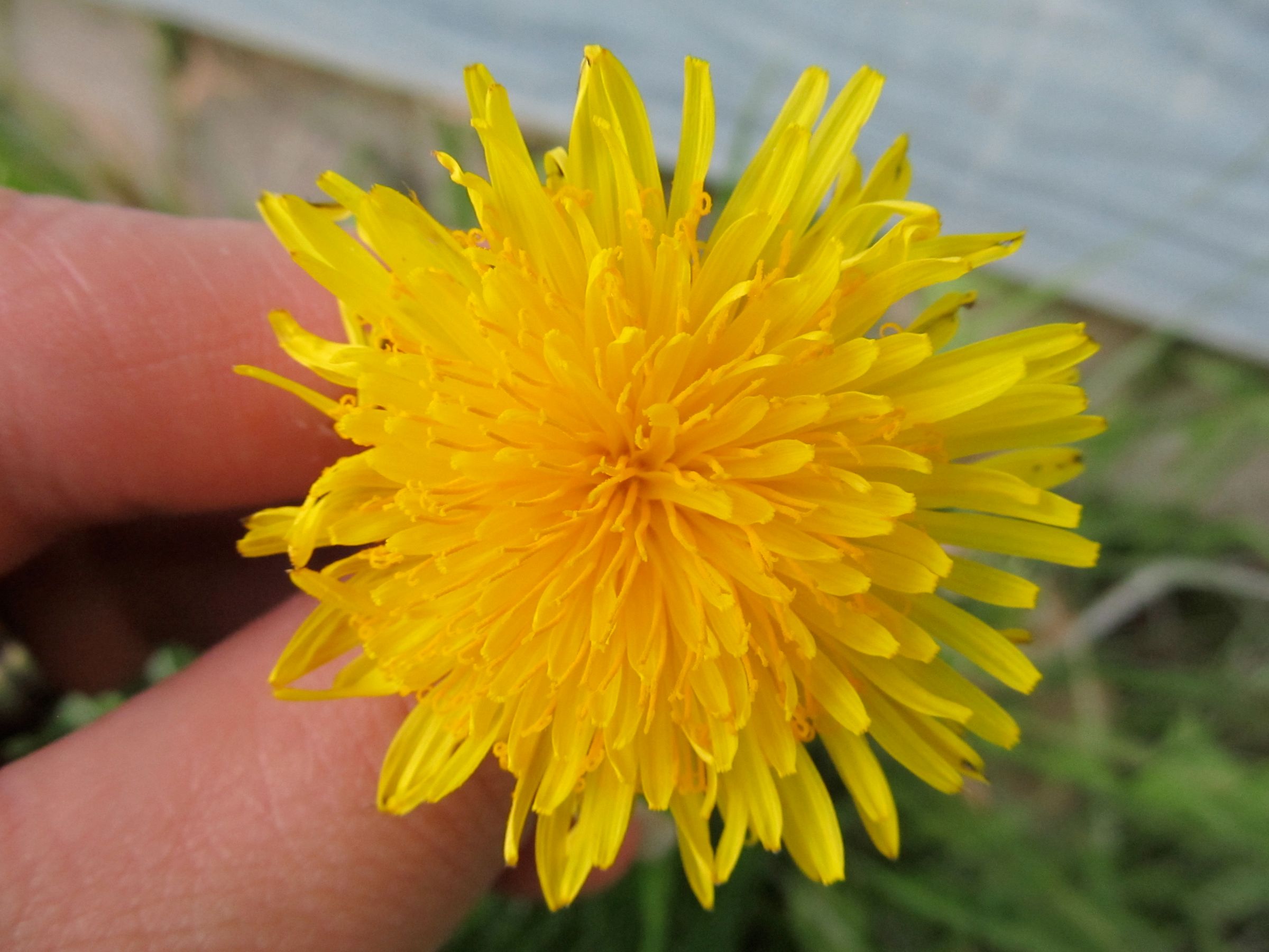 Harvest Your Dandelions! : 6 Steps (with Pictures) - Instructables