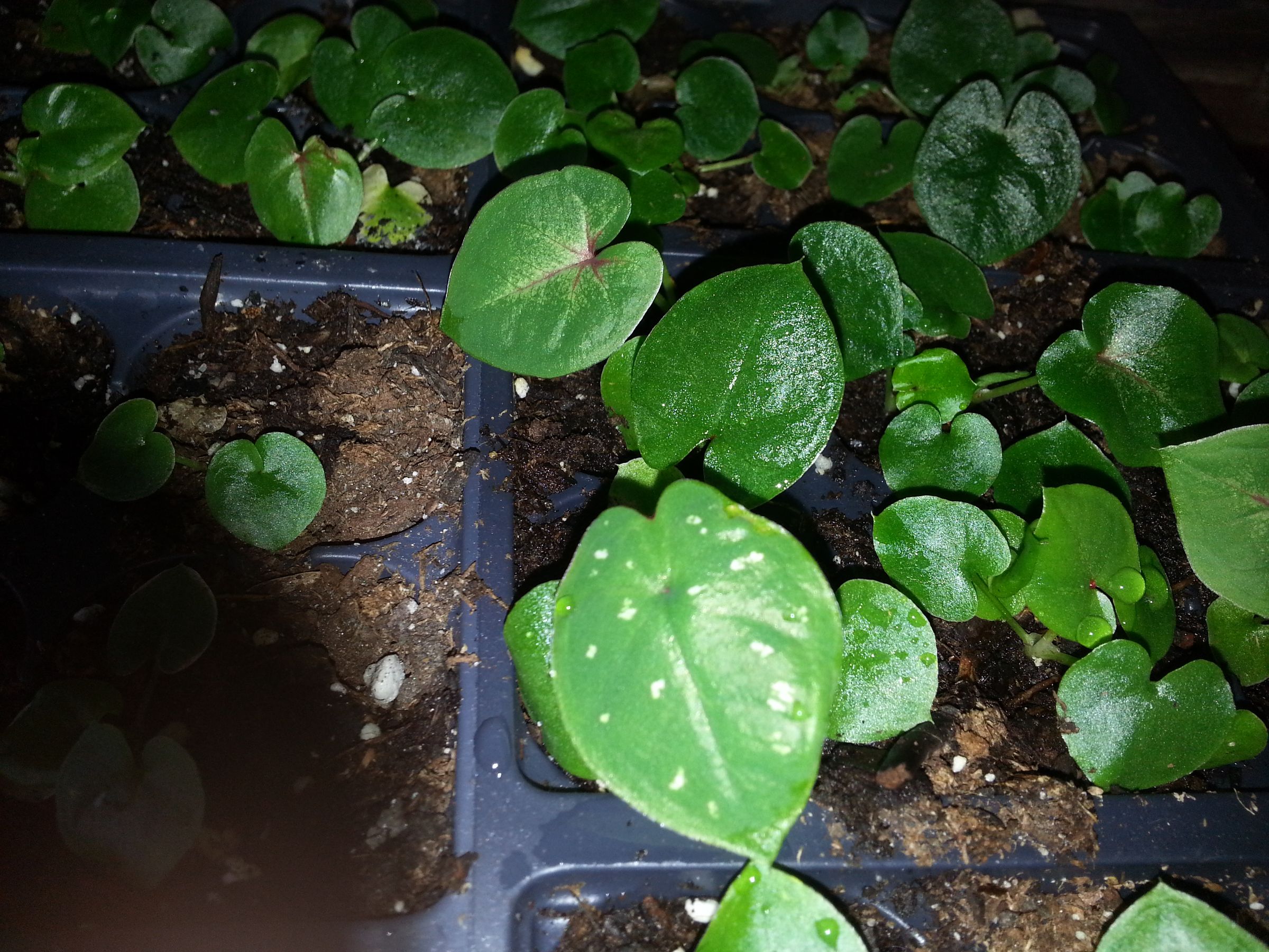 Hybridizing Caladiums -(making Caladium Babies) : 13 Steps (with ...