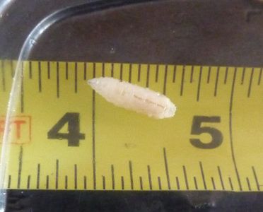 Eco-friendly Maggots- FREE BAIT- Natural Food (with Pictures ...