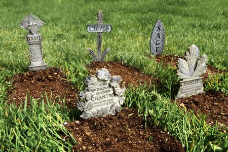 Herb Graveyard : 10 Steps (with Pictures) - Instructables