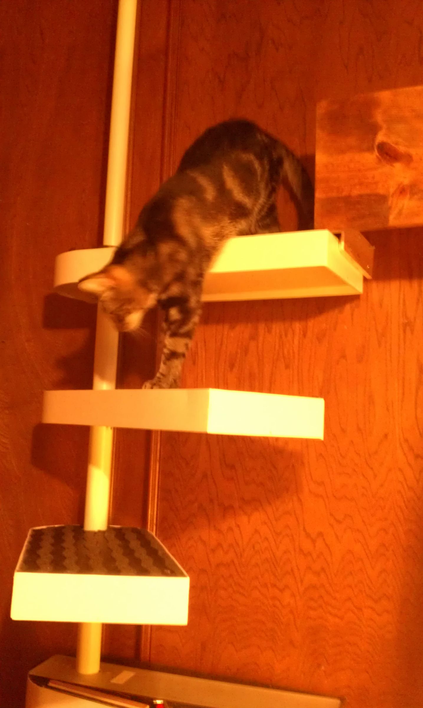 Cat Staircase Deluxe : 25 Steps (with Pictures) - Instructables