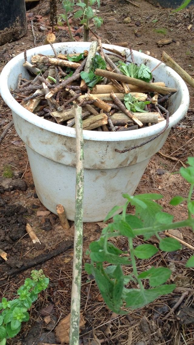 Lizard Lair : 6 Steps - Instructables