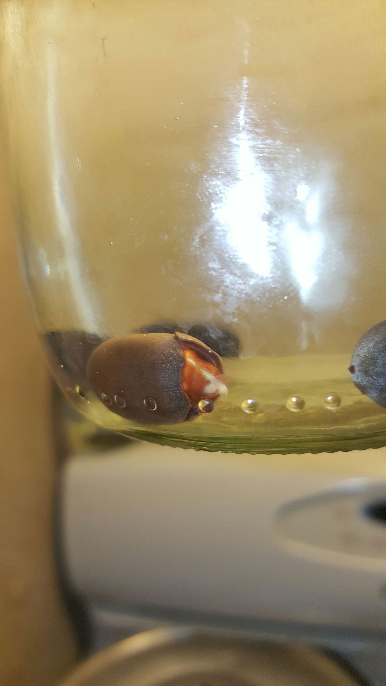 How to Germinate Lotus Seeds : 7 Steps - Instructables