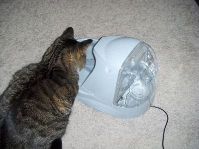 Motion Detector Cat Fountain : 6 Steps - Instructables