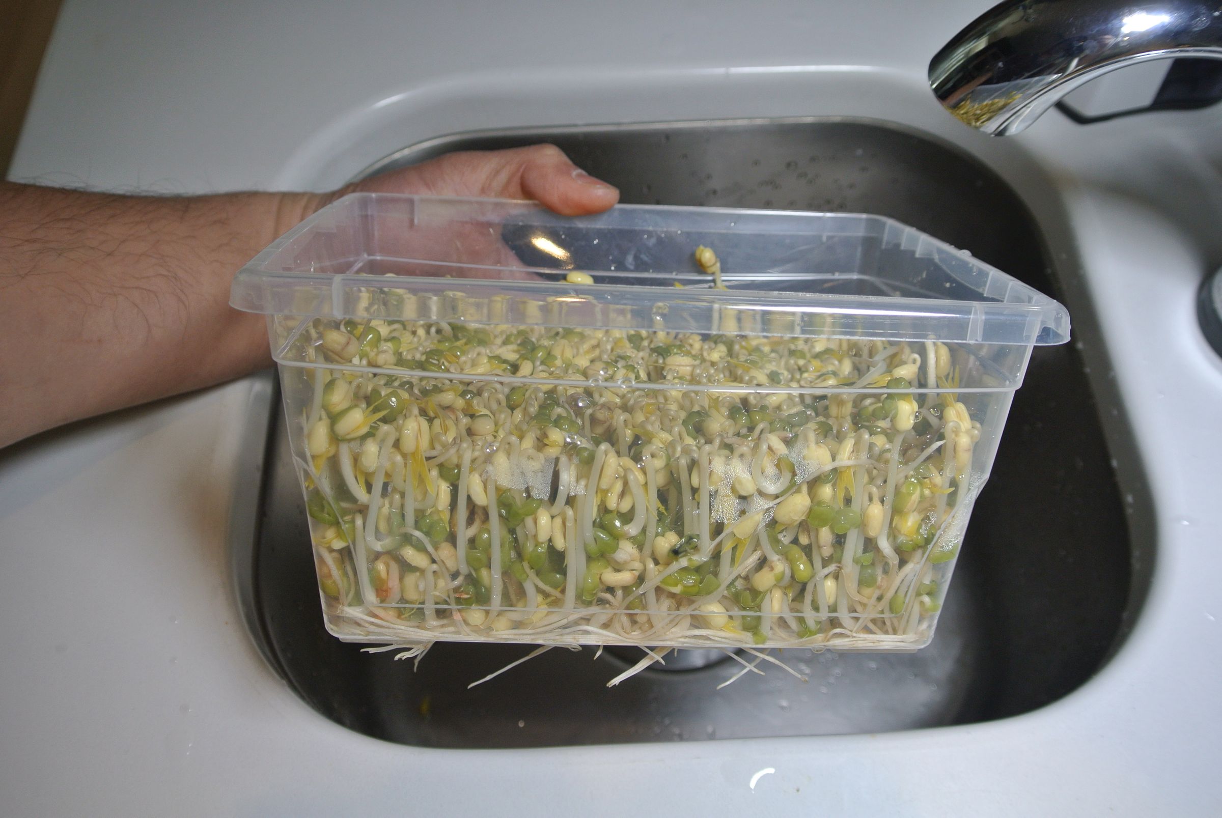 Growing Bean Sprouts : 7 Steps (with Pictures) - Instructables
