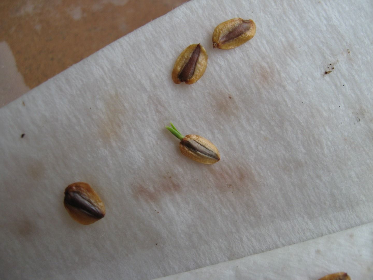 Grow Your Own Giant Sequoia Tree : 6 Steps (with Pictures) - Instructables