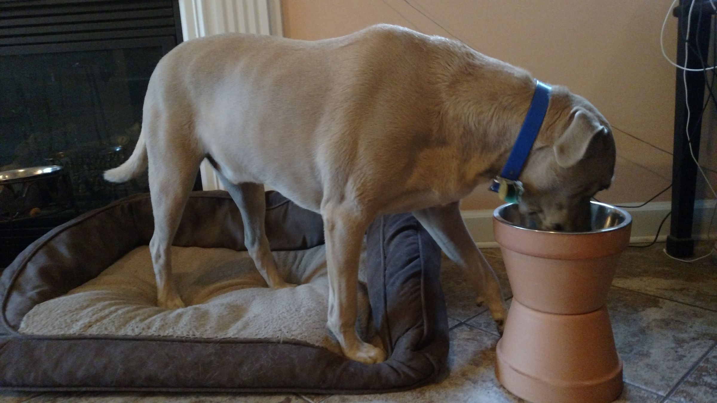 Raised Dog Food Bowls : 7 Steps (with Pictures) - Instructables