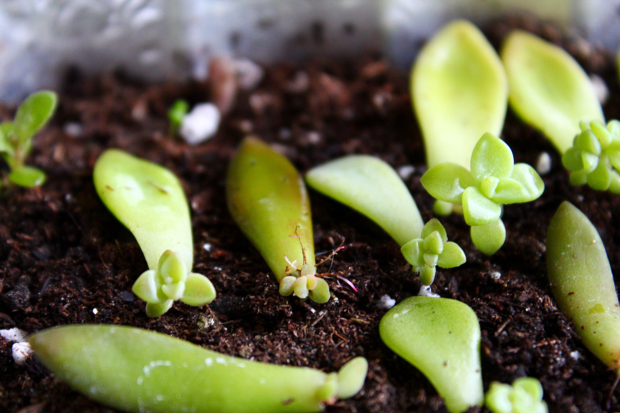 How to Propagate & Grow Succulents From Leaves : 8 Steps (with Pictures ...