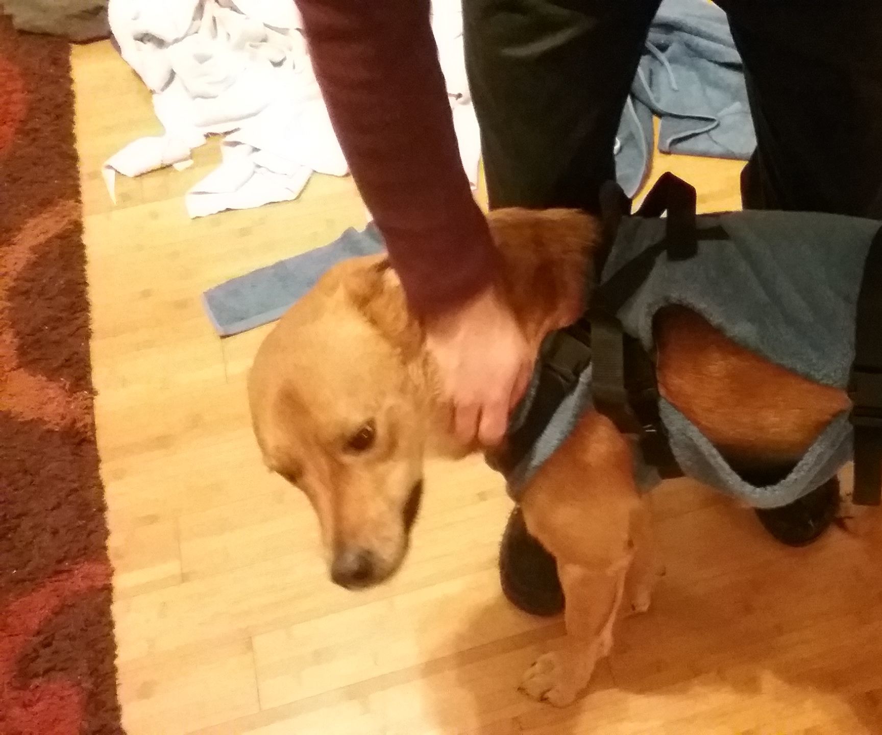 DIY Dog Mobility Harness for Under $15 : 7 Steps (with Pictures ...