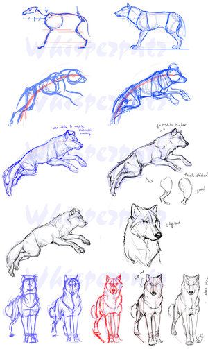 Wolf Jumping Drawing
