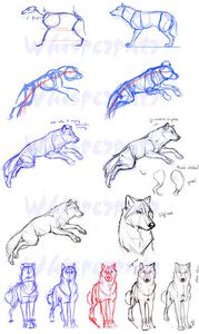 Guides to Drawing Wolves : 4 Steps - Instructables