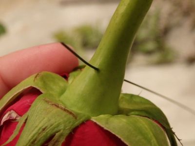 How to Make a Rose Boutonniere : 6 Steps - Instructables