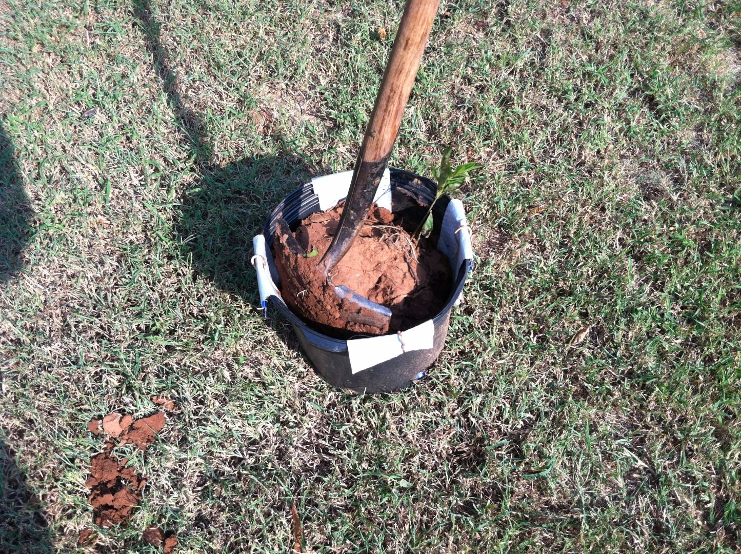 TRANSPLANTING PECAN TREES : 5 Steps (with Pictures) - Instructables
