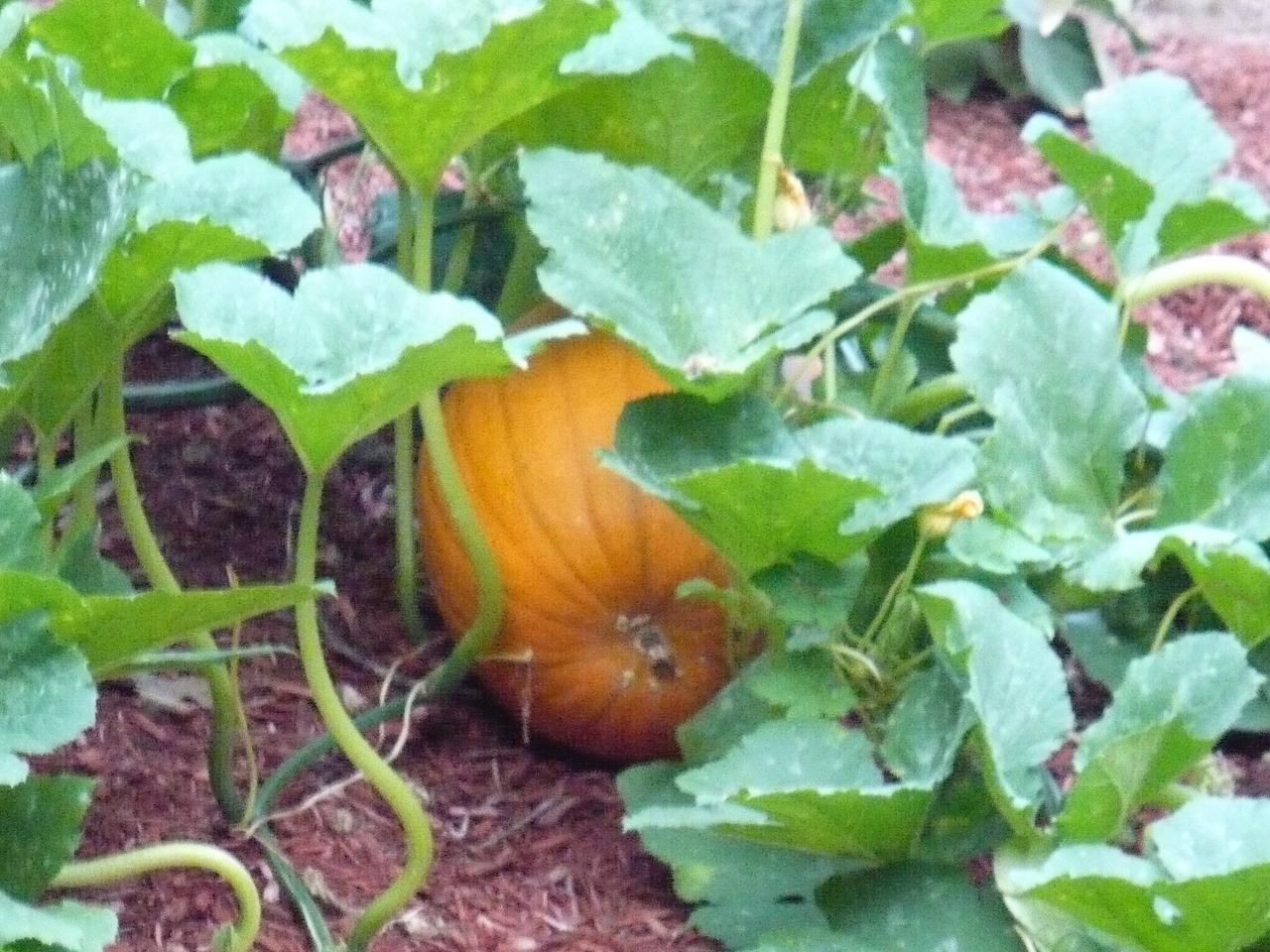 'Scarred' Pumpkins & Jack-o-Lanterns : 4 Steps (with Pictures ...