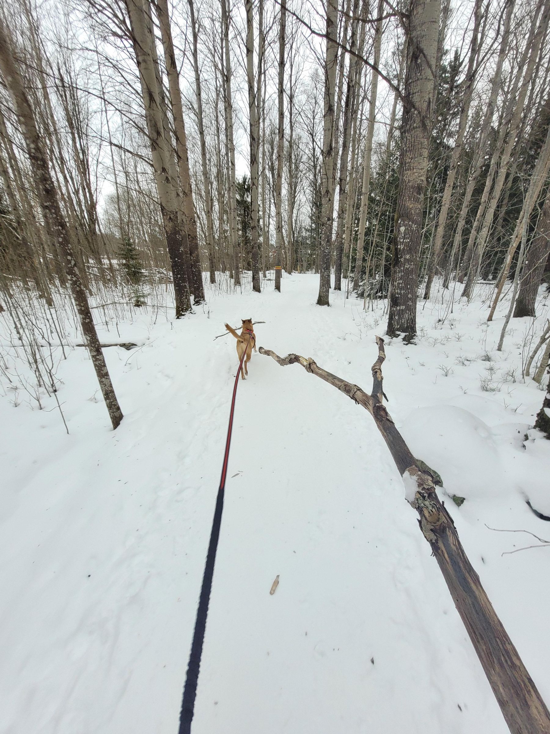 DIY Jungle Plant Wall : 6 Steps (with Pictures) - Instructables