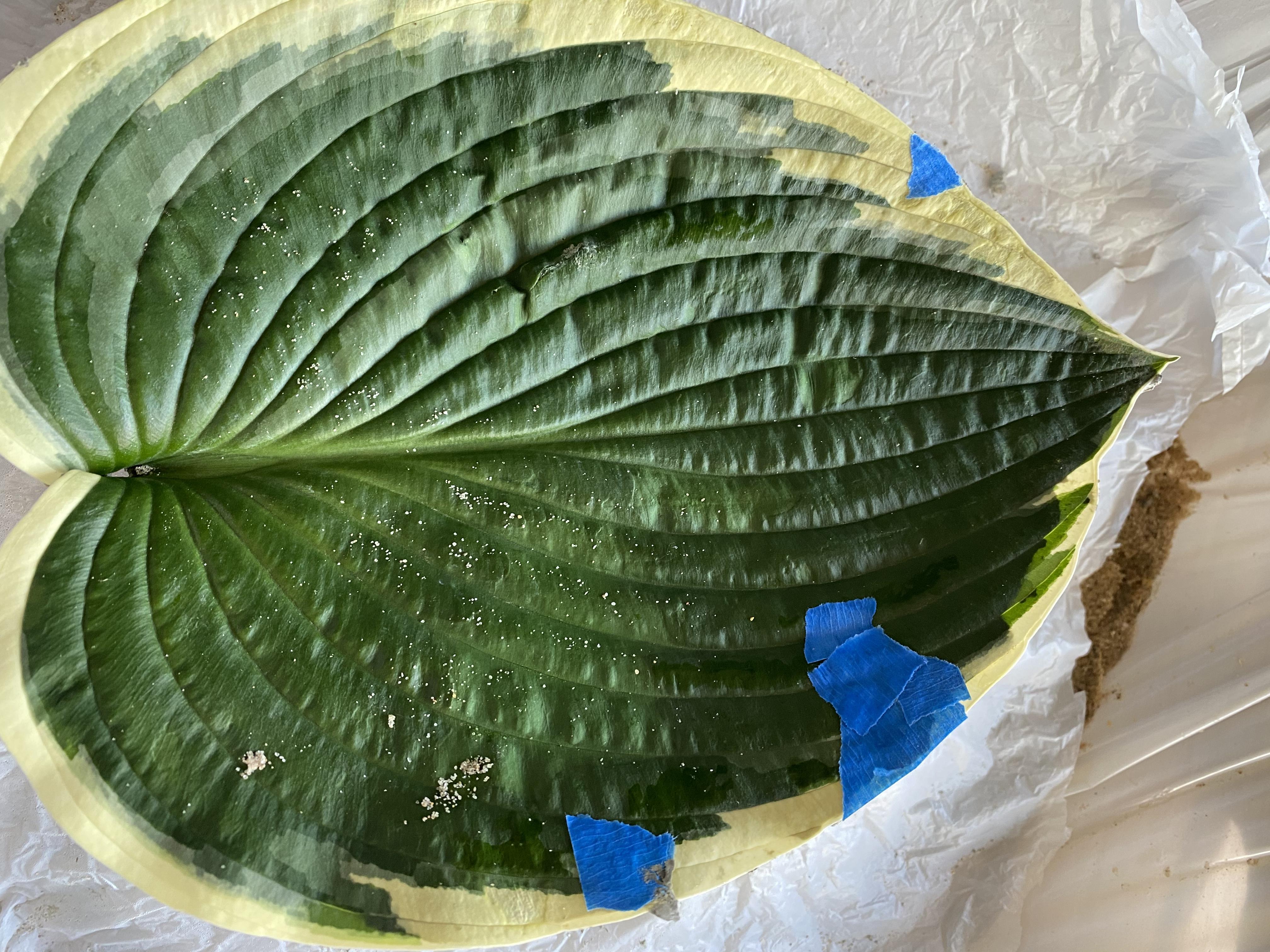 Cement Leaf Casting : 8 Steps (with Pictures) - Instructables