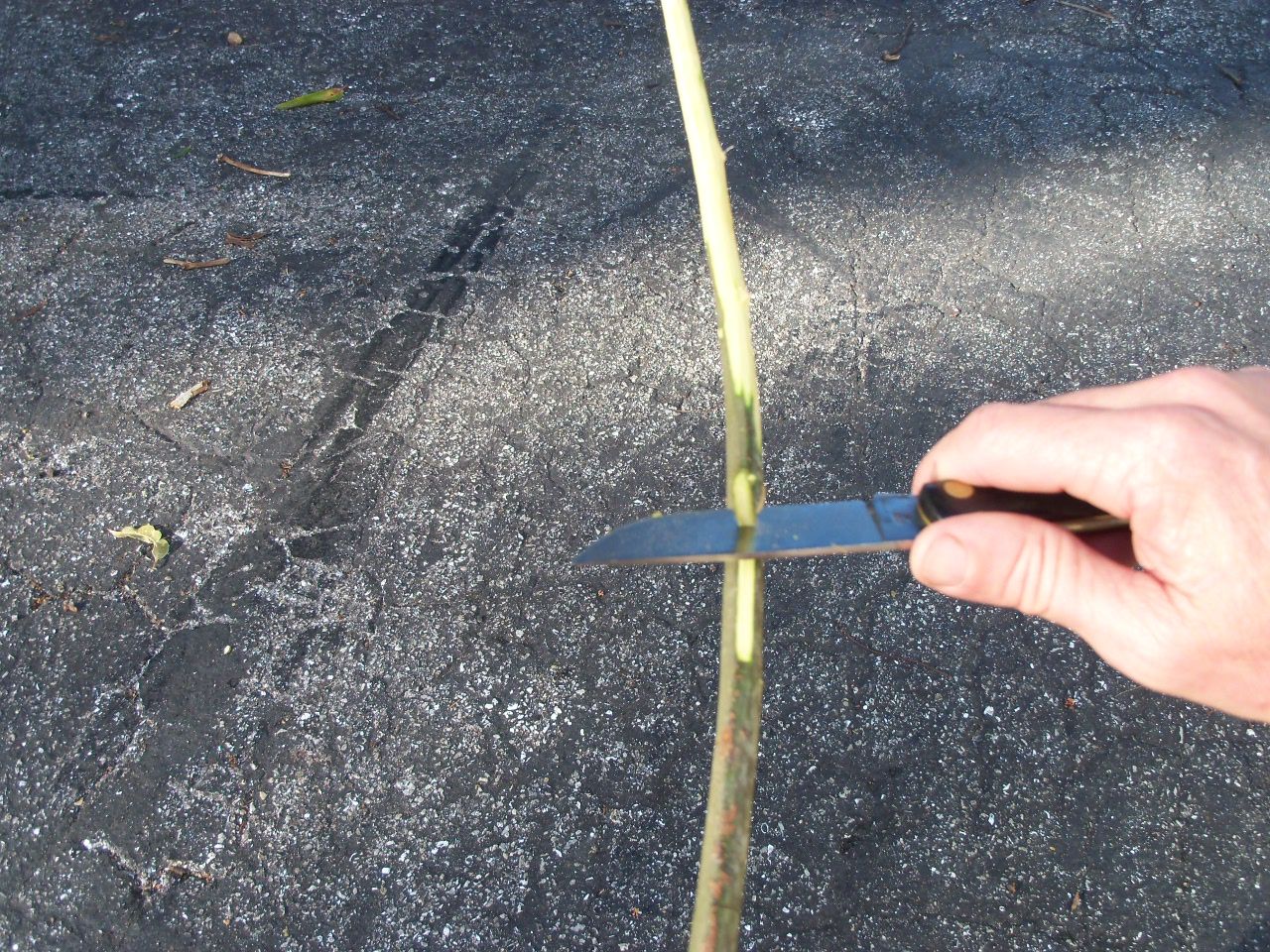 I Have a Whammy Diddle in My Pocket - How to Make a Gee-haw Stick Toy ...