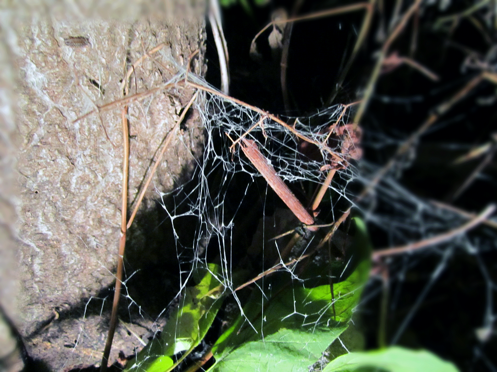Make Creepy Fake Spider Webs - Fast and Easy! : 5 Steps - Instructables