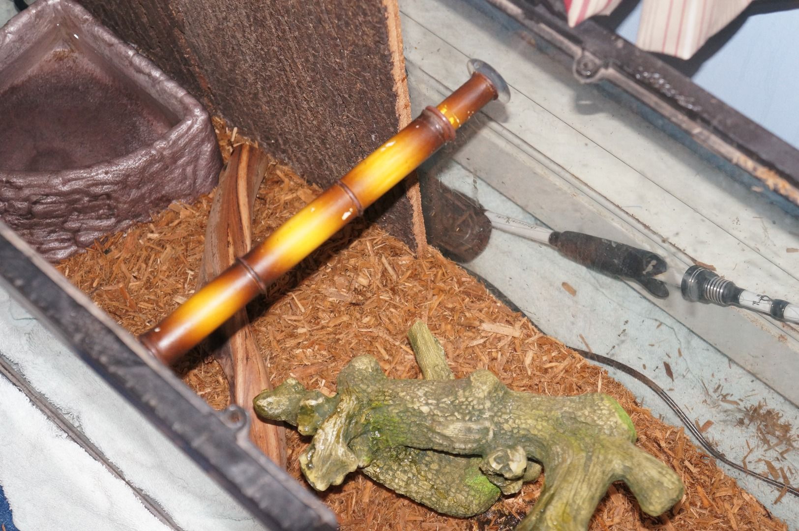 Bringing the Outside In, Creating a Vivarium for a Carpet Python : 6 ...