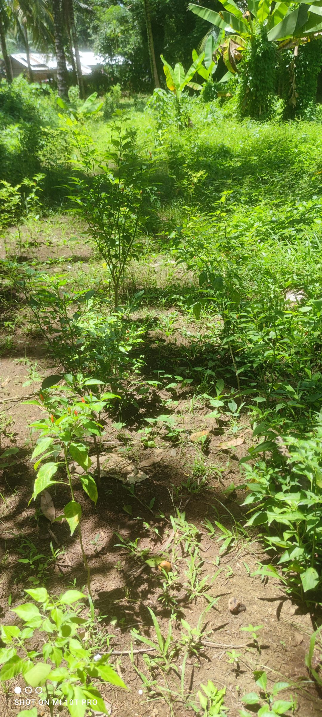 Growing the Carolina Reaper : 5 Steps - Instructables