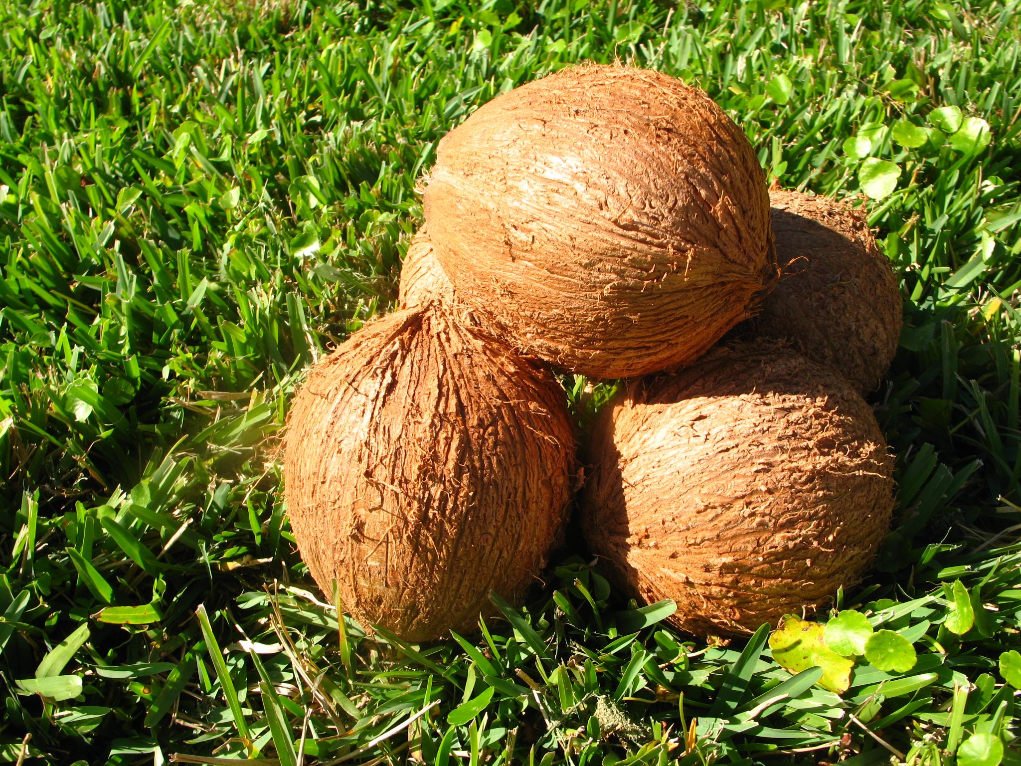 How to Peel a Coconut (with Only a Claw Hammer) : 6 Steps (with ...