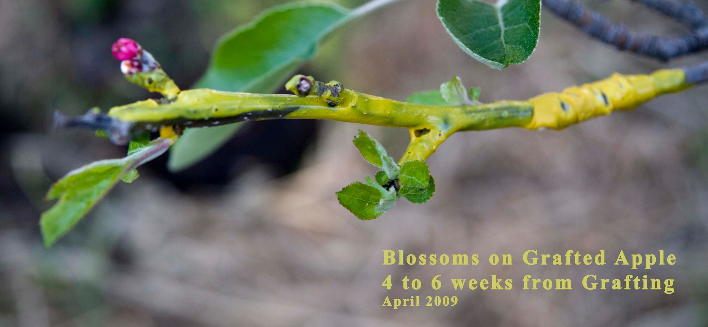 Whip Grafting : 11 Steps (with Pictures) - Instructables