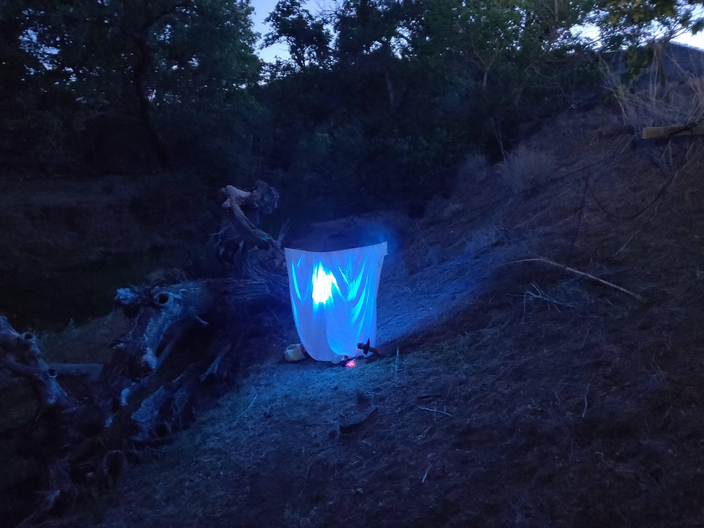 UV Light Trap for Insect Collecting : 8 Steps (with Pictures ...