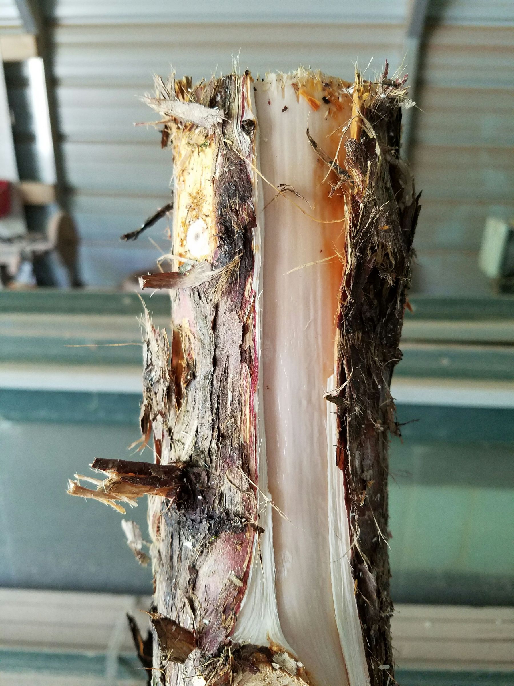 Turning Cedar Trees Into Walking Sticks : 12 Steps (with Pictures ...