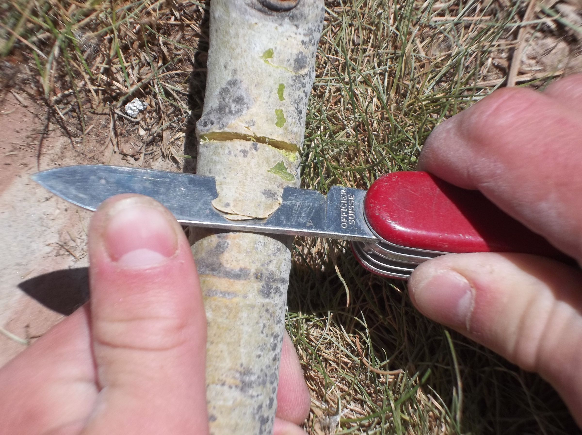 Paiute Deadfall Trap : 4 Steps (with Pictures) - Instructables