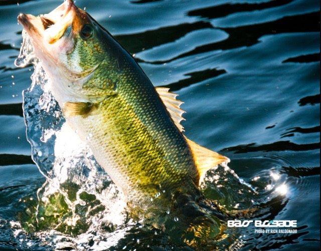 Bass Fishing Tips : 3 Steps - Instructables