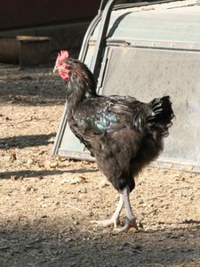 Chicken Catcher : 4 Steps - Instructables