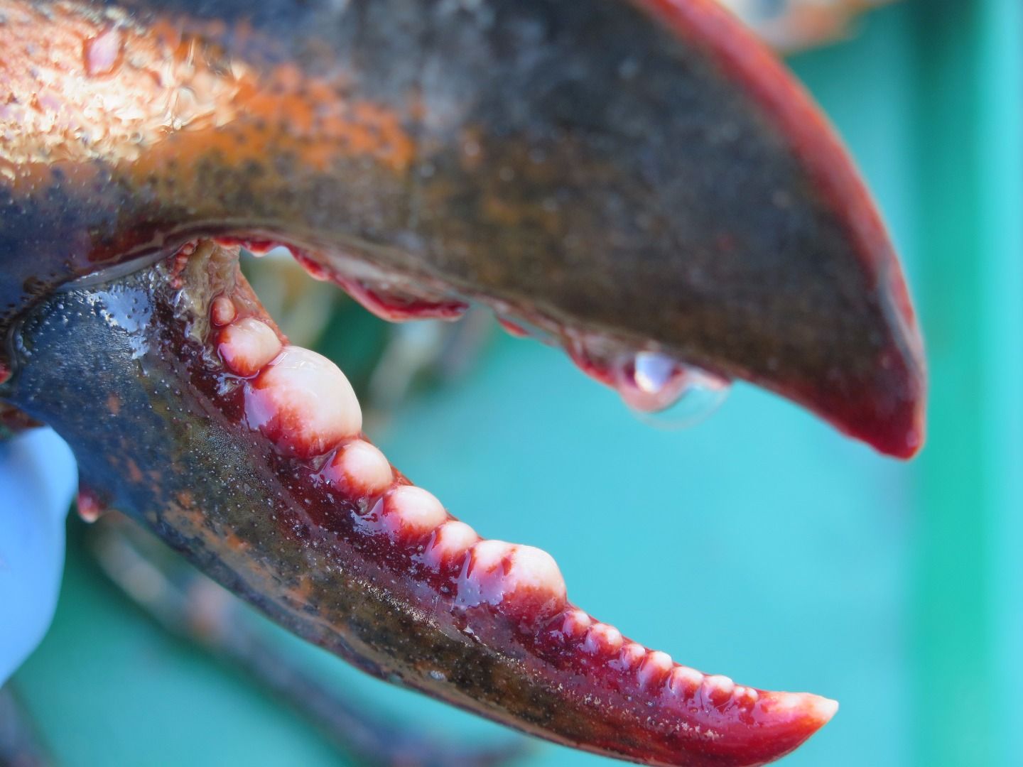 Lobster Dissection : 11 Steps - Instructables