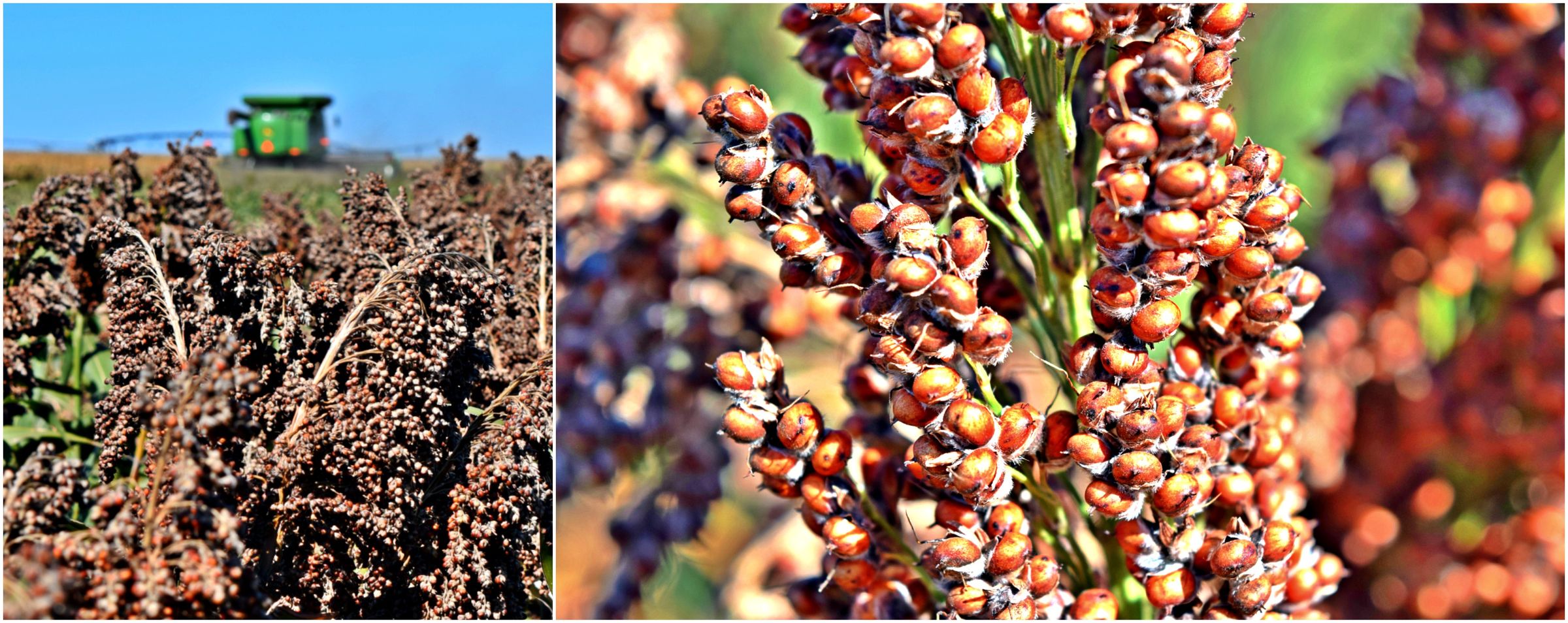 Popped Milo : 4 Steps (with Pictures) - Instructables