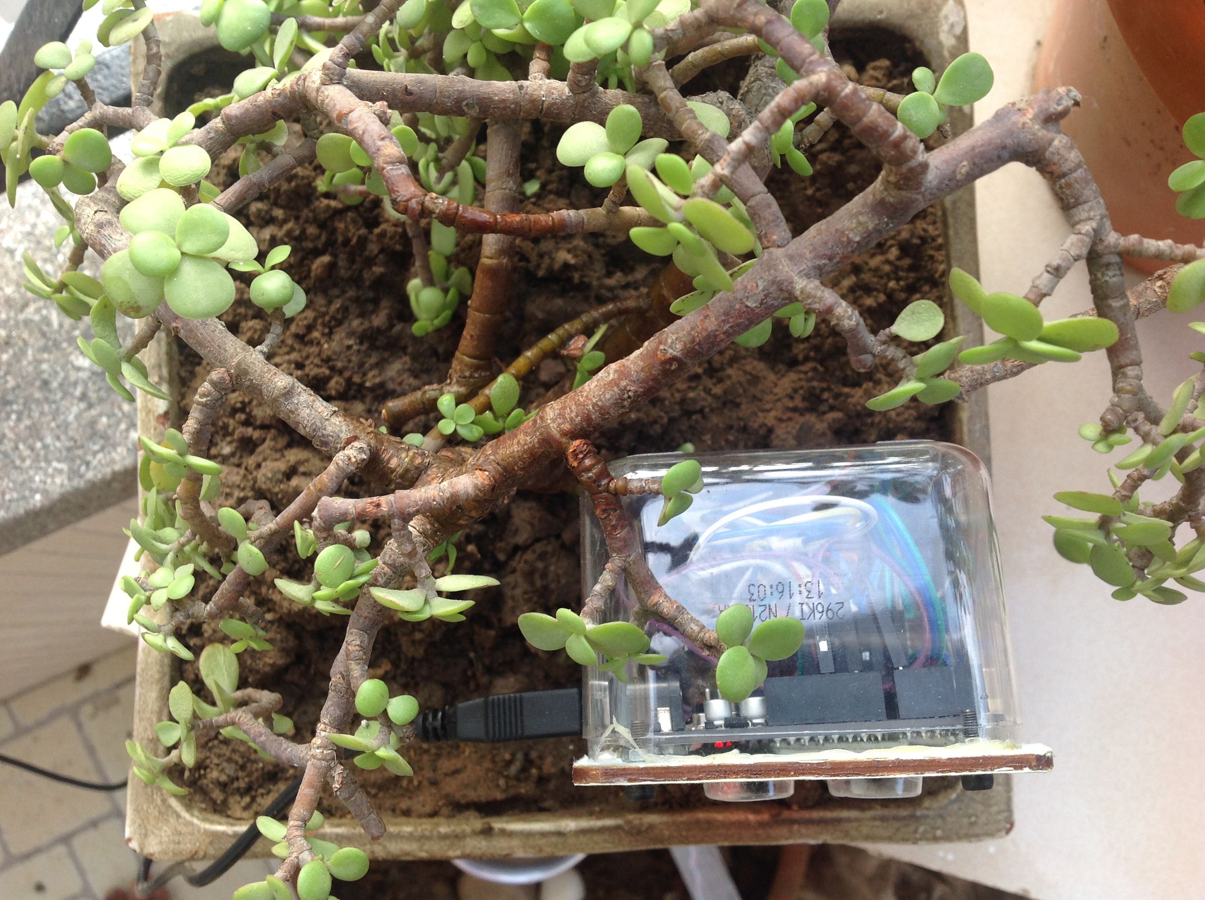 Interactive Plant Mood Detector : 9 Steps (with Pictures) - Instructables