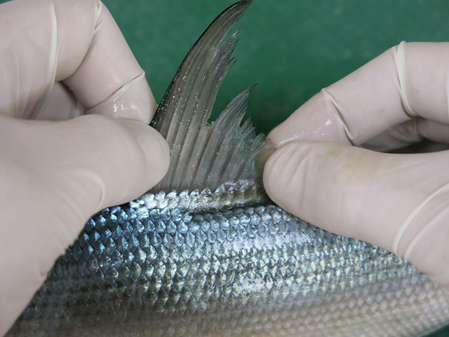 Fish Dissection! : 11 Steps (with Pictures) - Instructables