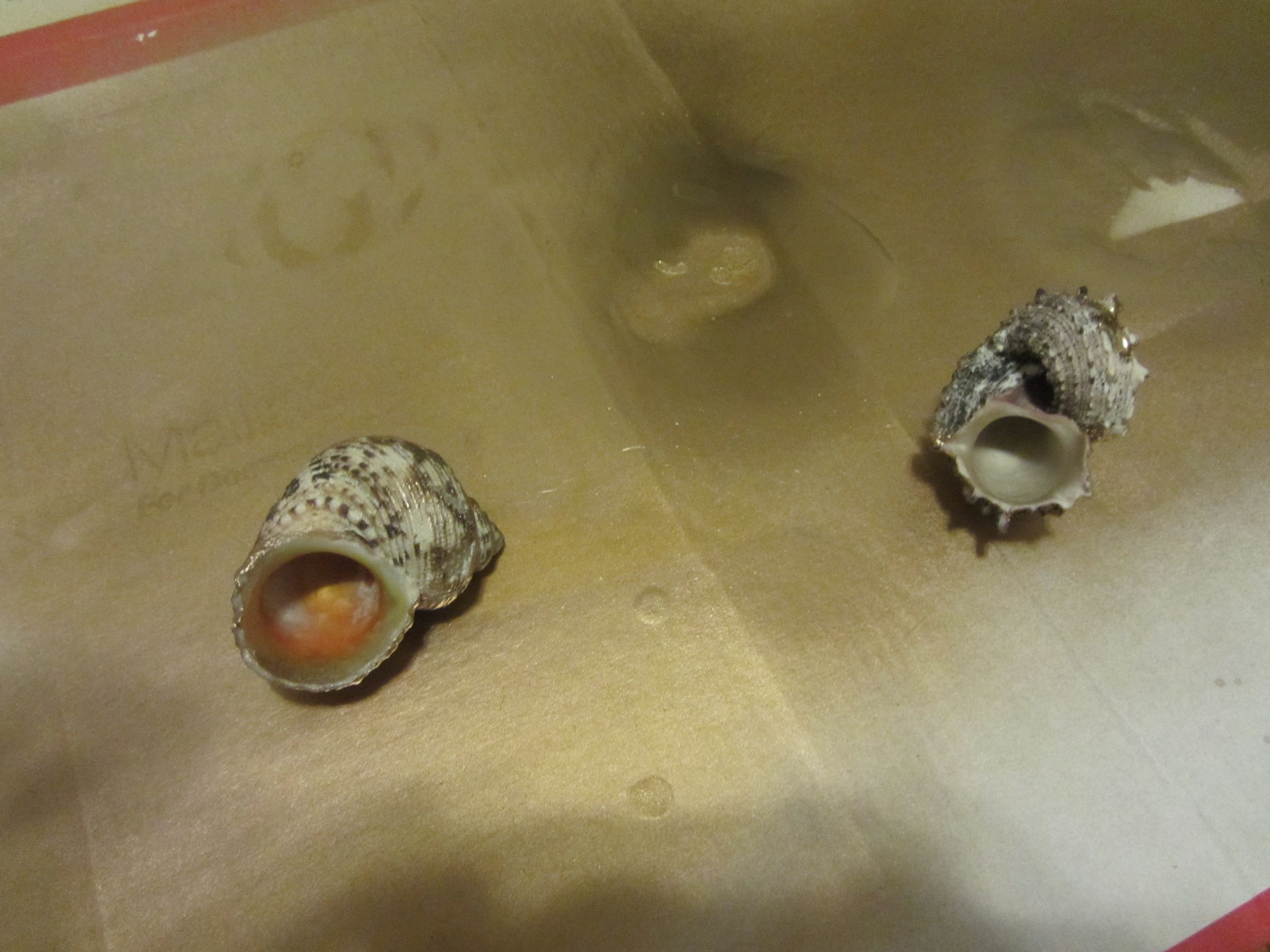 DIY Ursula Shell Necklace (The Little Mermaid) : 5 Steps (with Pictures ...