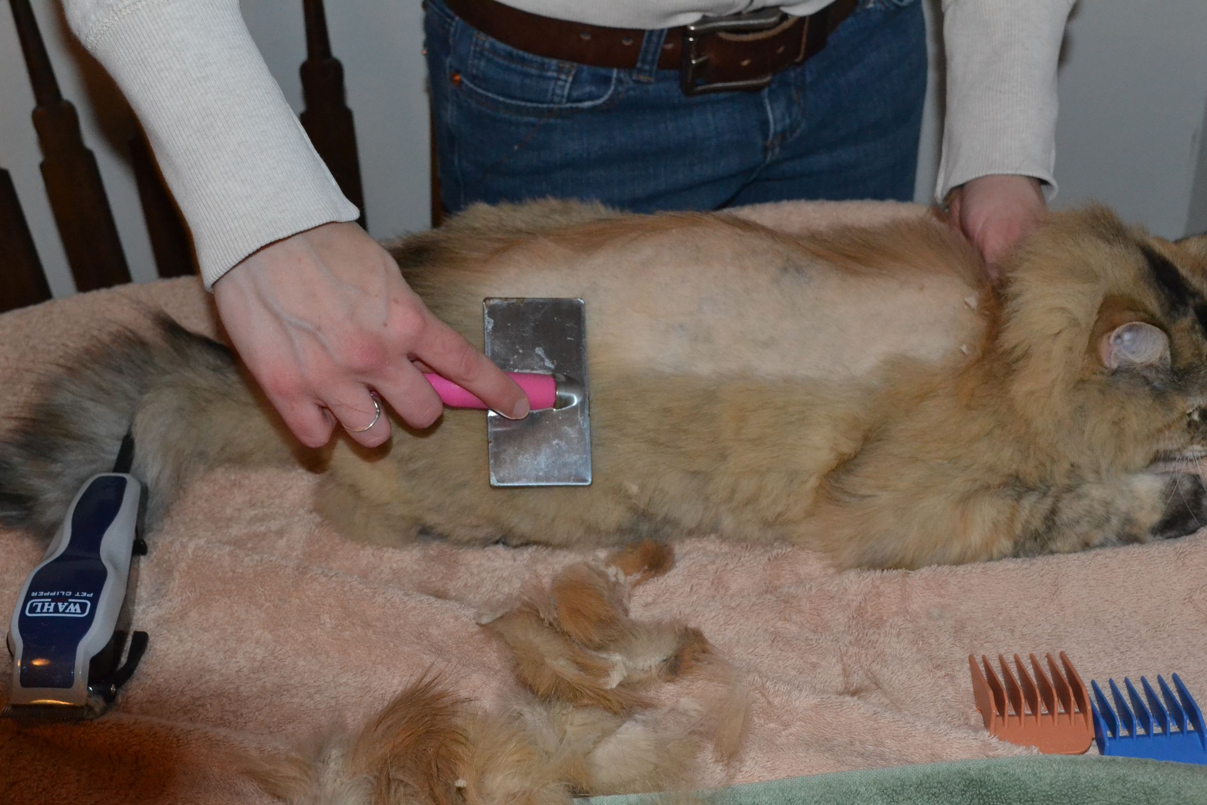 How to Groom Your Cat (Lion Cut) : 9 Steps (with Pictures) - Instructables