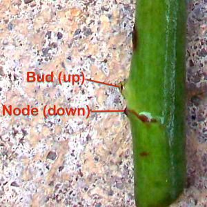 HOW TO Propagate Rose Stem Cuttings : 4 Steps (with Pictures ...