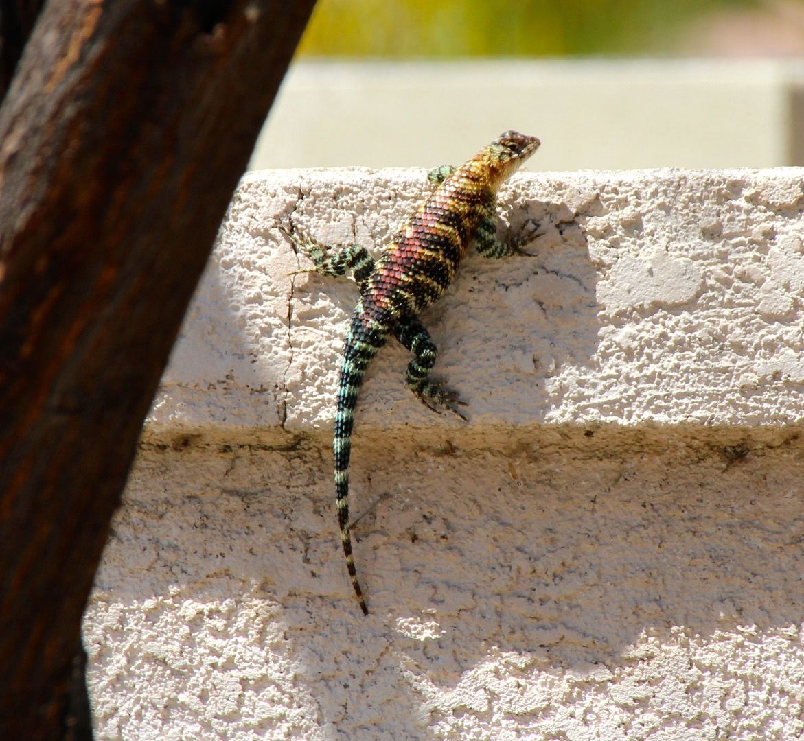 Build a Backyard Lizard Condo : 3 Steps (with Pictures) - Instructables