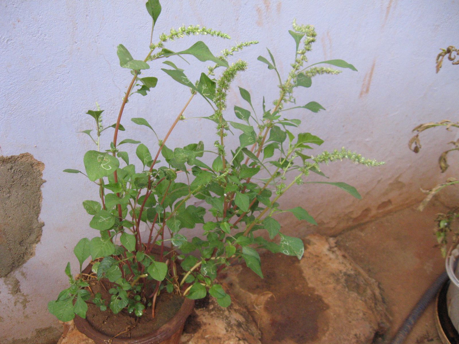 How to Grow Amaranth From Stems and Collect Seeds : 5 Steps (with ...