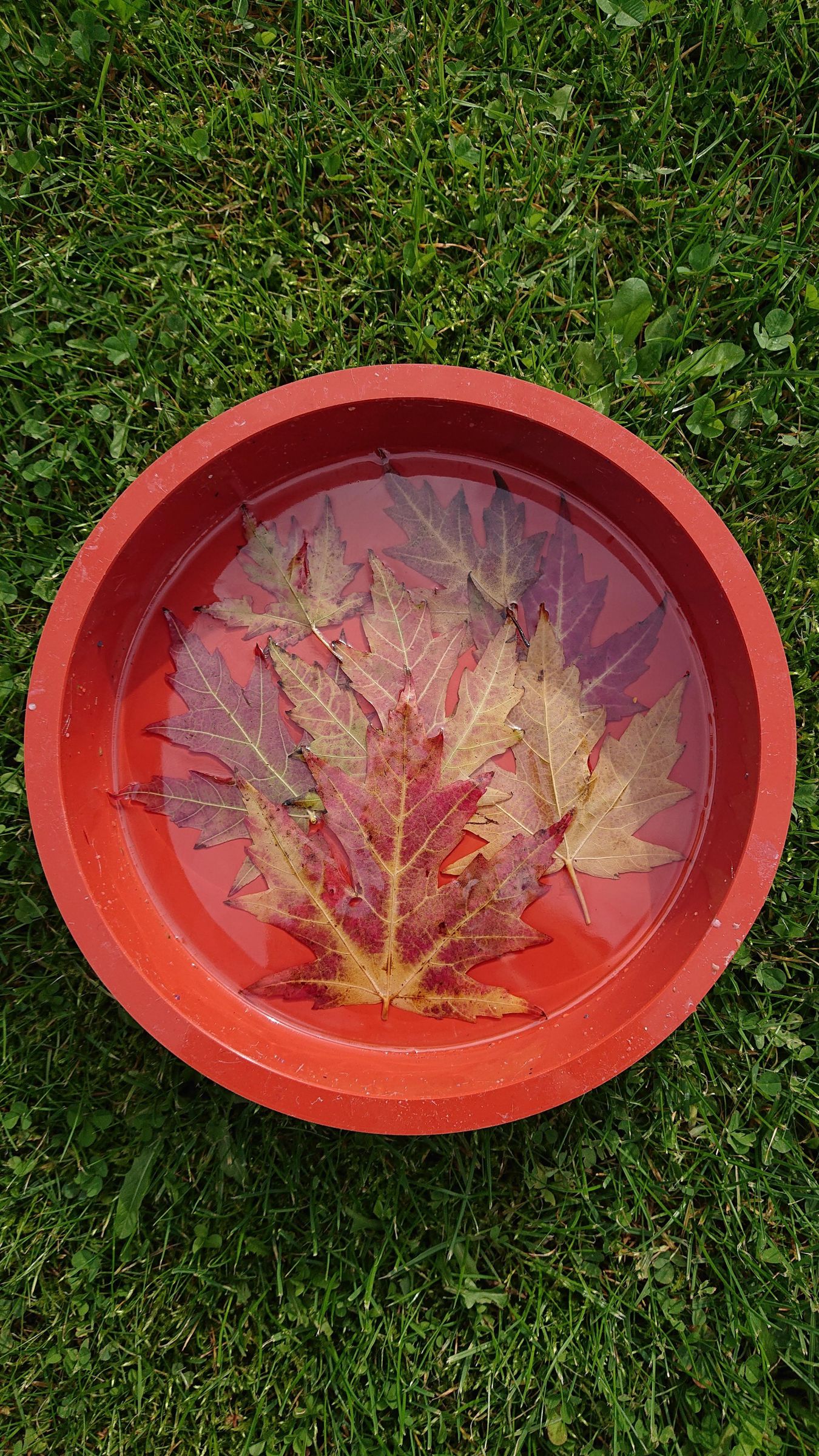 Leaf Clock : 5 Steps (with Pictures) - Instructables