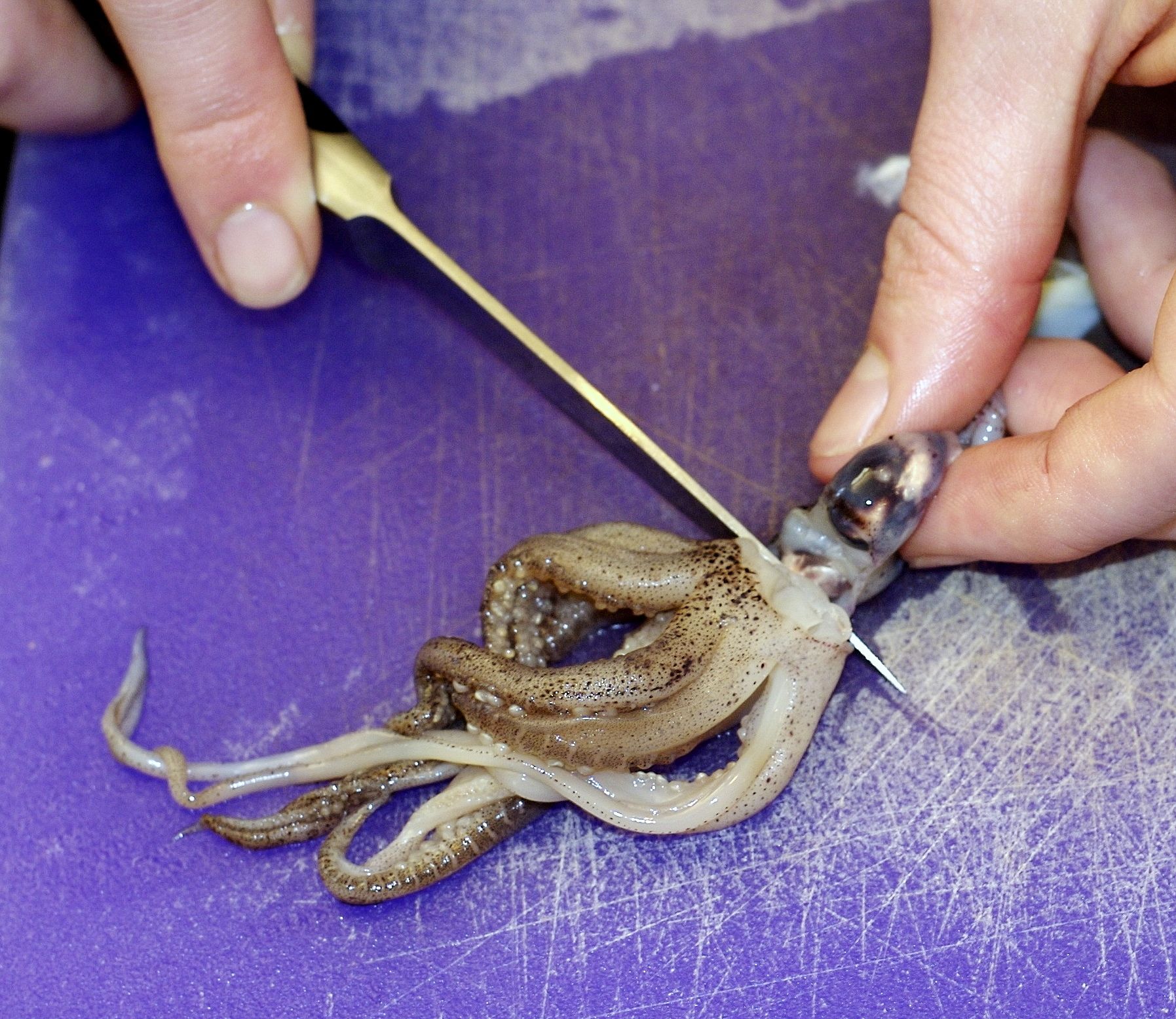 How to Harvest Squid Ink : 7 Steps (with Pictures) - Instructables